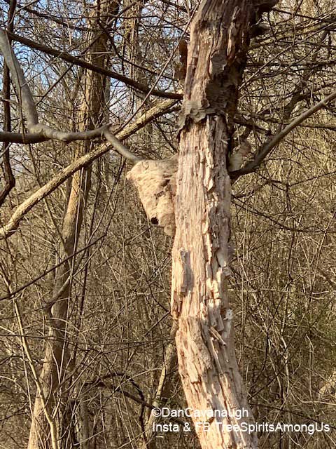 Tree Spirits Among Us » Buffalo